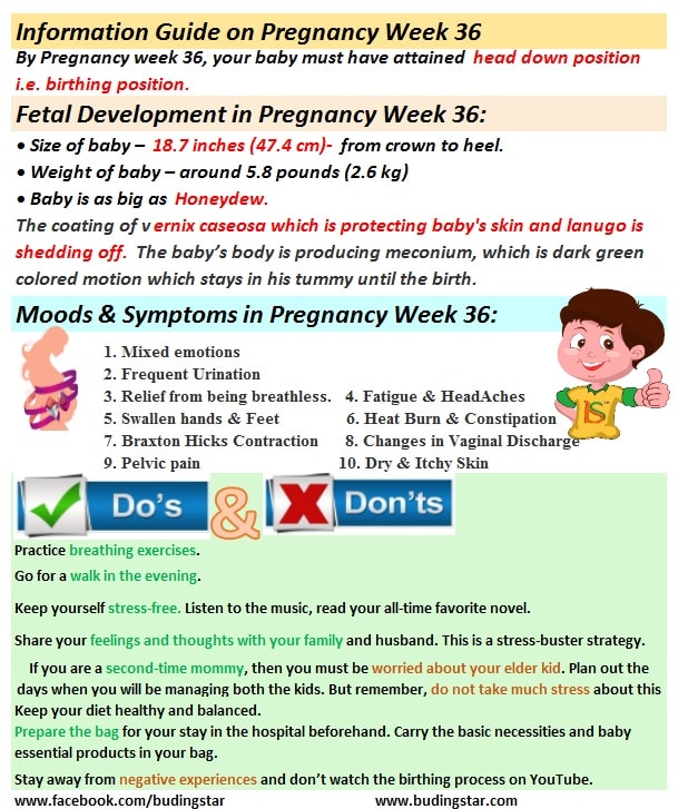 Pregnancy Week 36 Fetal Development Mood And Tips